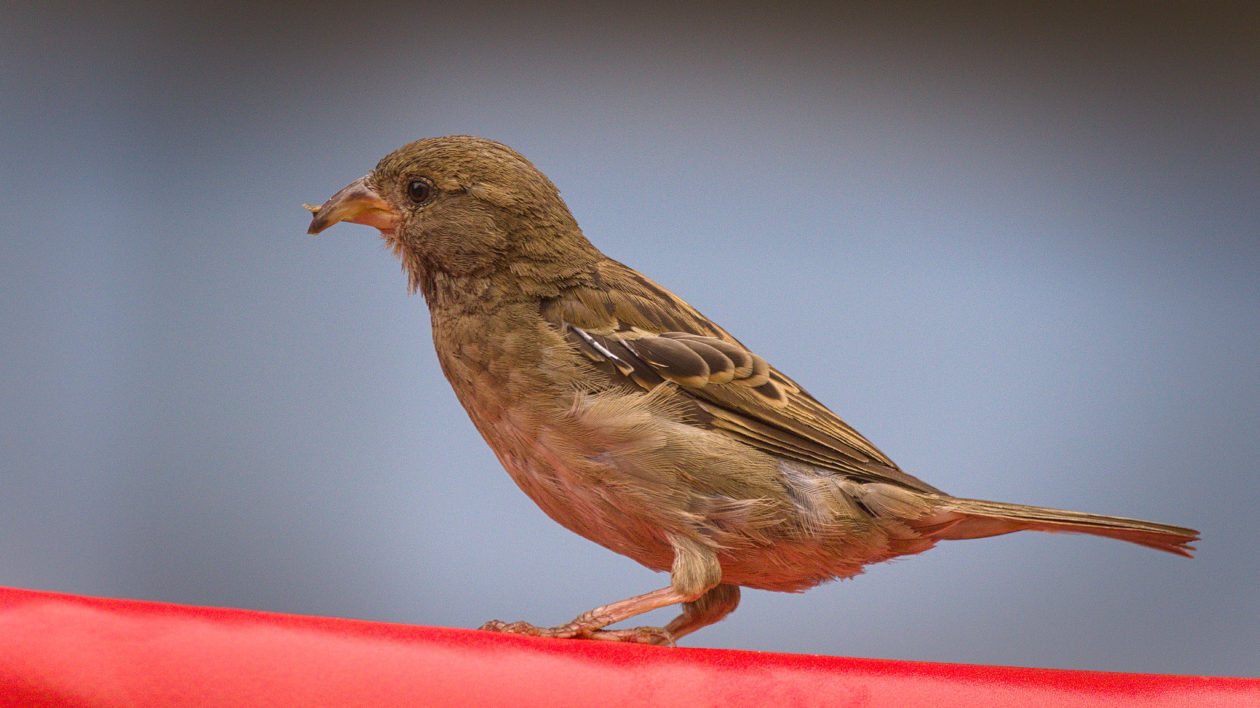 Deformed Beaks: What We Know About An Alarming Bird Disease