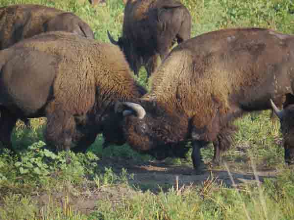 Bison Battles on Preserves Benefit Species Genetics, Prairie