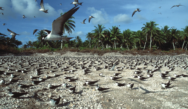 A Rat-Free Palymyra Atoll