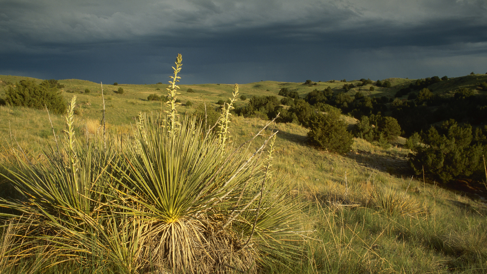 The Yucca and its Moth