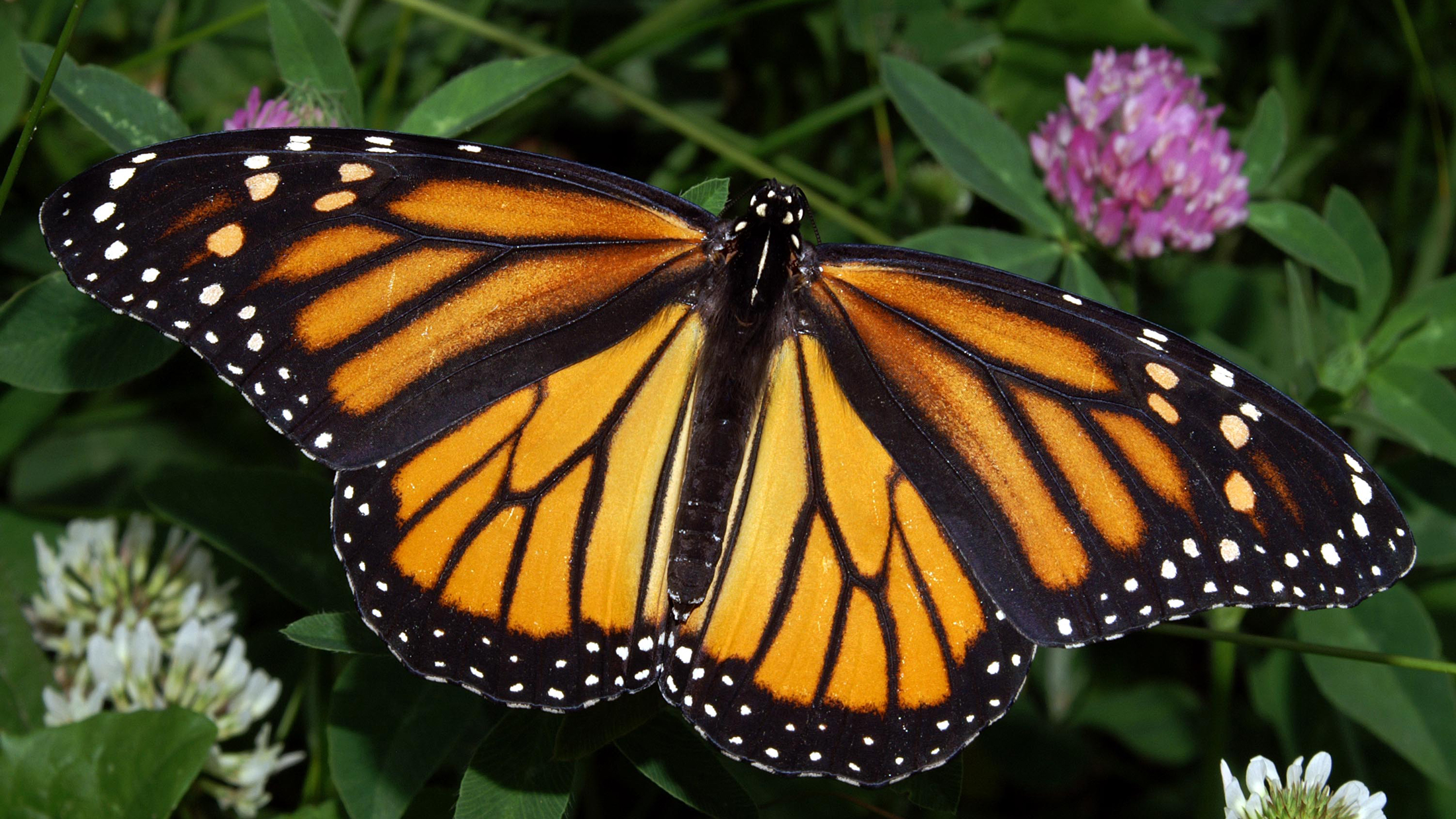 The Monarch Butterfly Decline, and What You Can Do About It
