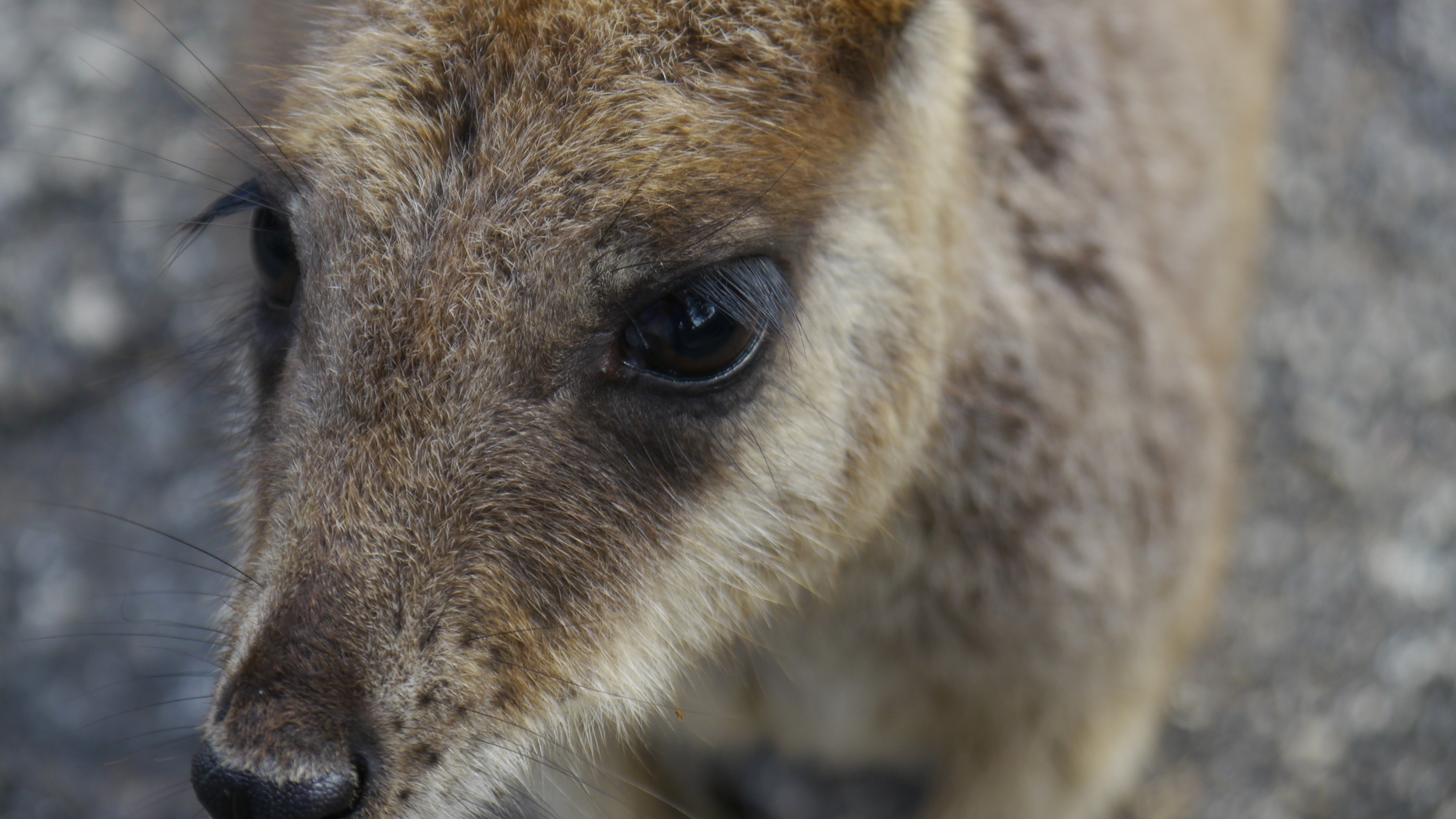 Traveling Naturalist: 5 Marvelous Marsupials to Spot in Queensland