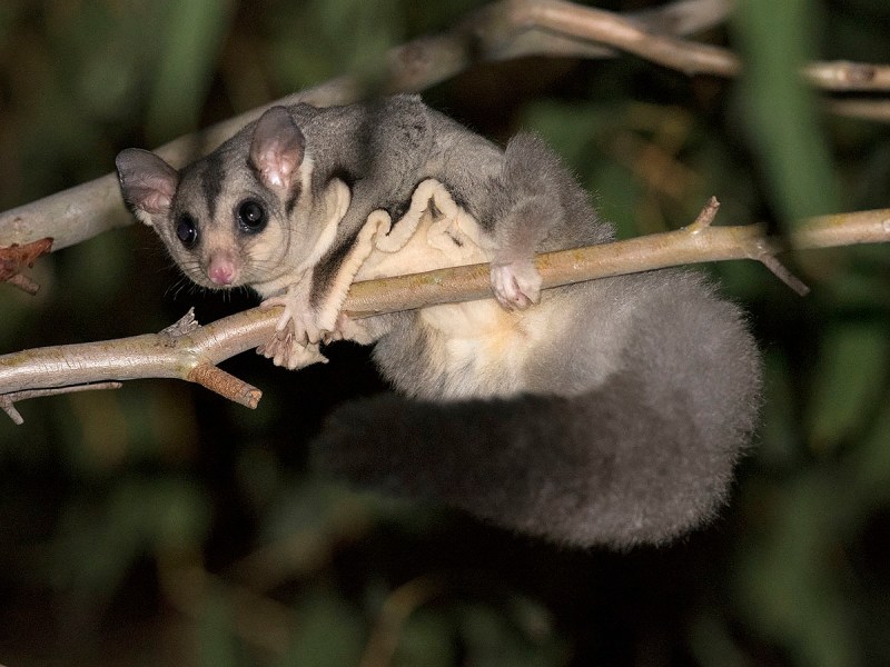 Traveling Naturalist: 5 Marvelous Marsupials to Spot in Queensland