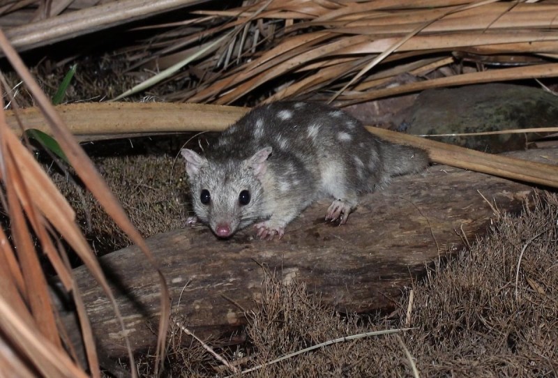 Traveling Naturalist: 5 Marvelous Marsupials to Spot in Queensland