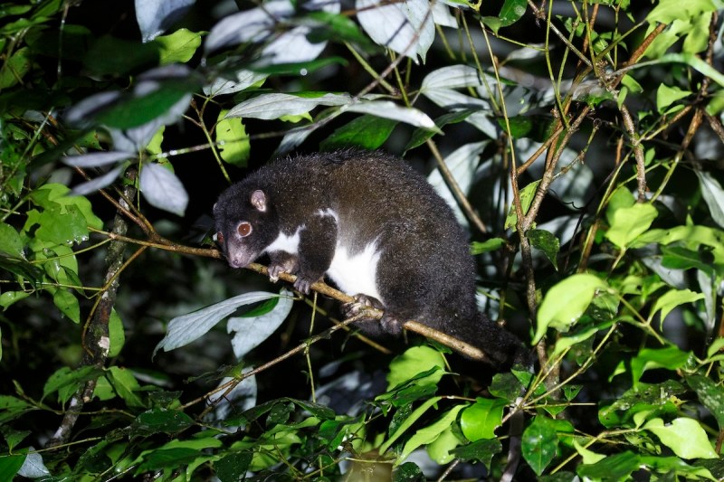 Traveling Naturalist: 5 Marvelous Marsupials to Spot in Queensland
