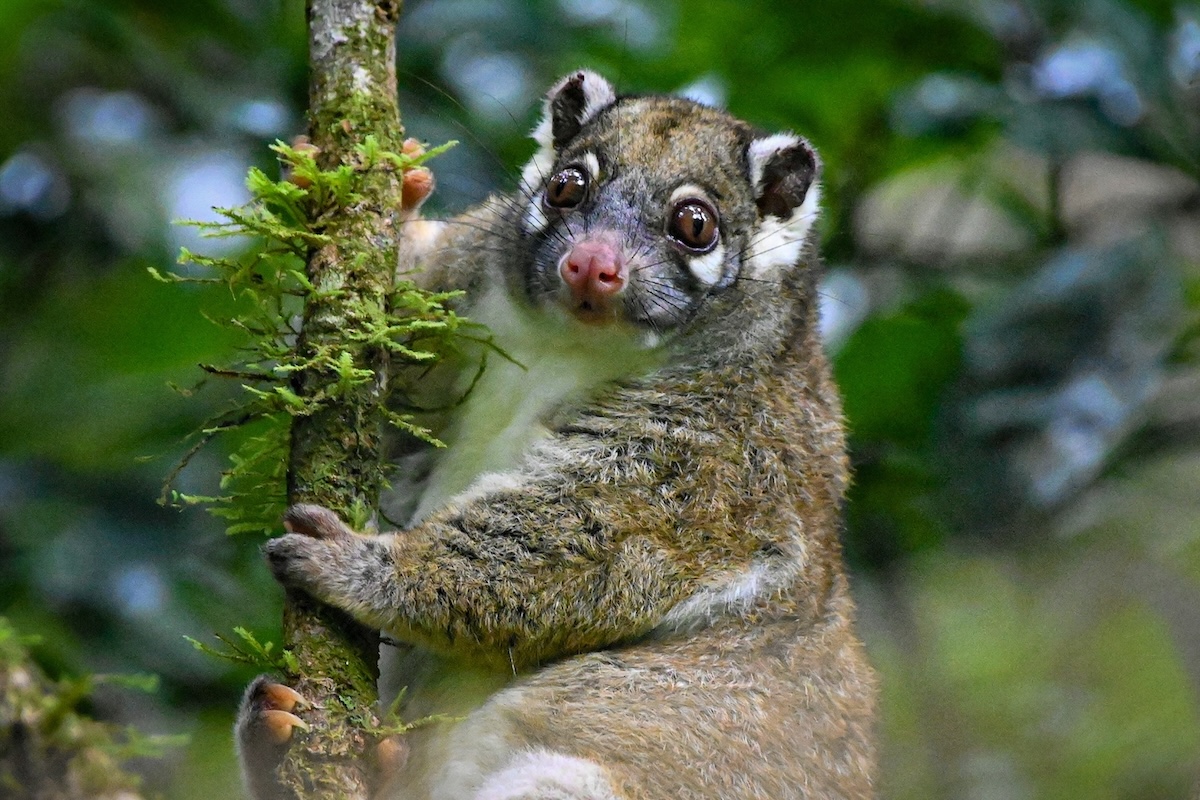 Traveling Naturalist: 5 Marvelous Marsupials to Spot in Queensland