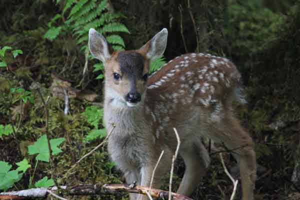 After the Clearcuts: People, Ecology & the Way Forward in an Alaska ...