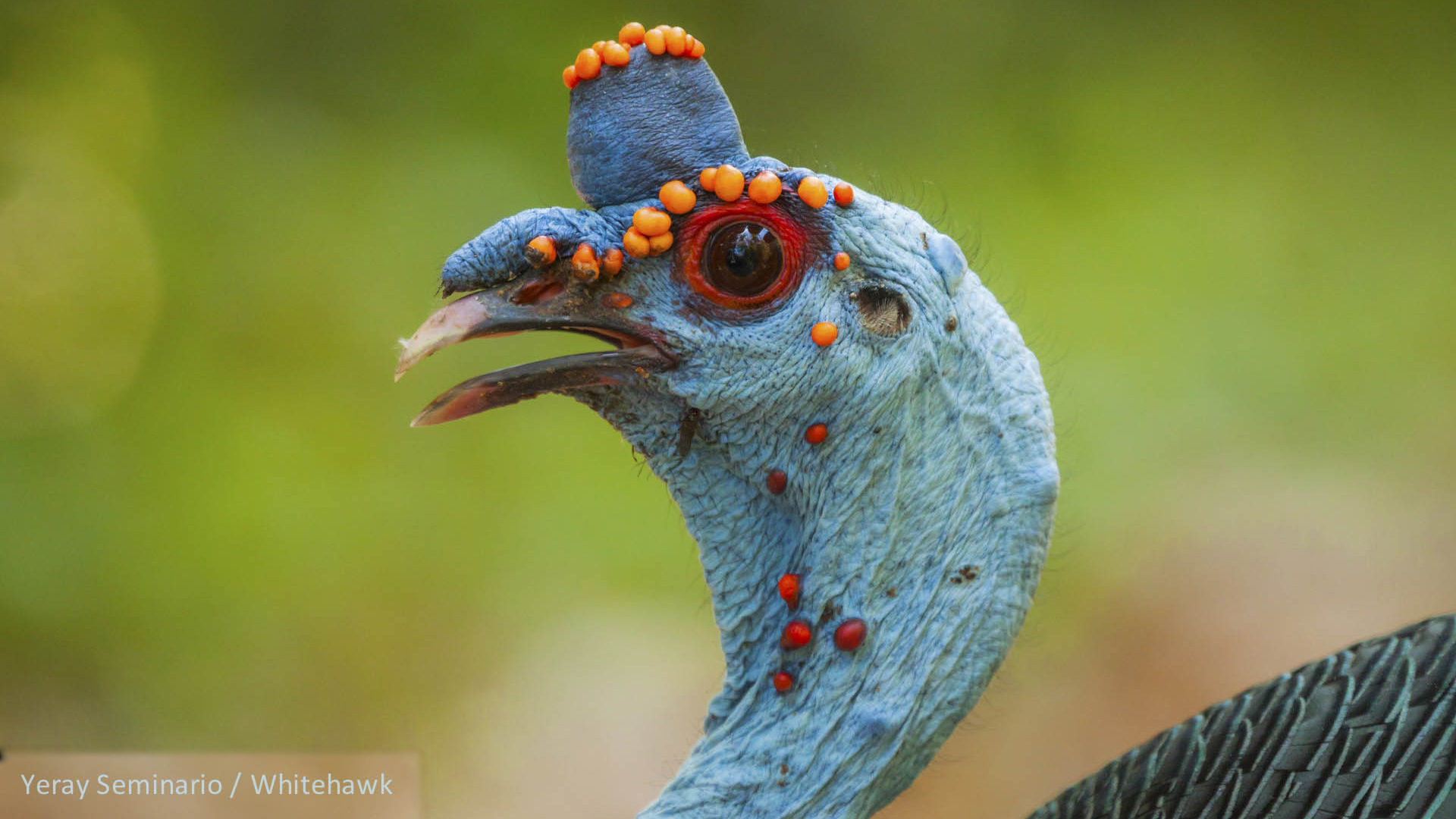 Meet the Ocellated Turkey