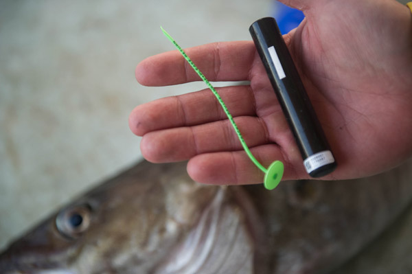 Chasing Cod: Tracking a Fish to Save an Industry