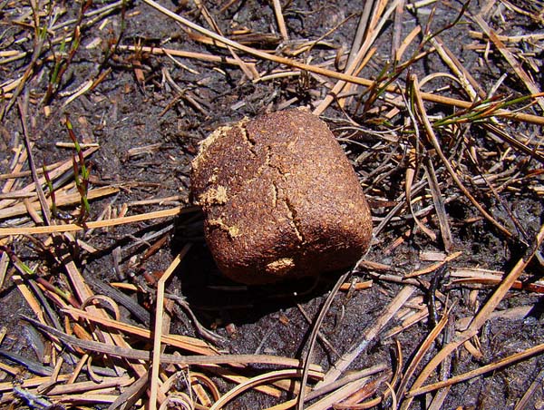 Marsupial Mystery: Who Poos Cubes?