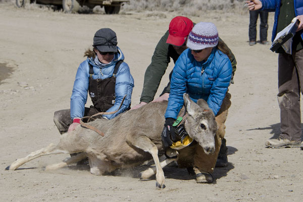 Mule Deer Capture: Tracking Wildlife Provides Conservation Data