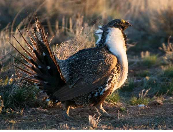 Spring's Top 10 Wildlife Spectacles