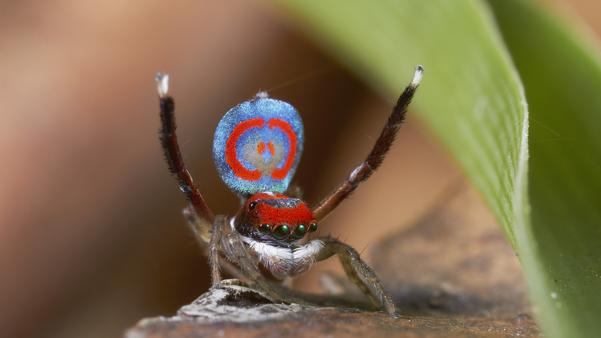 Do the Rumble-Rump with Peacock Spiders