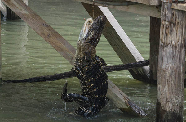 Alligator Rescue on the Border