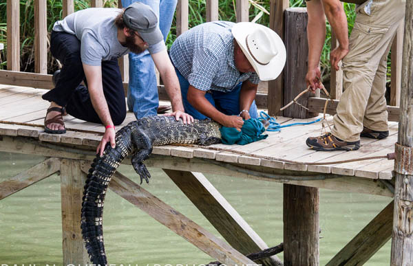 Alligator Rescue on the Border