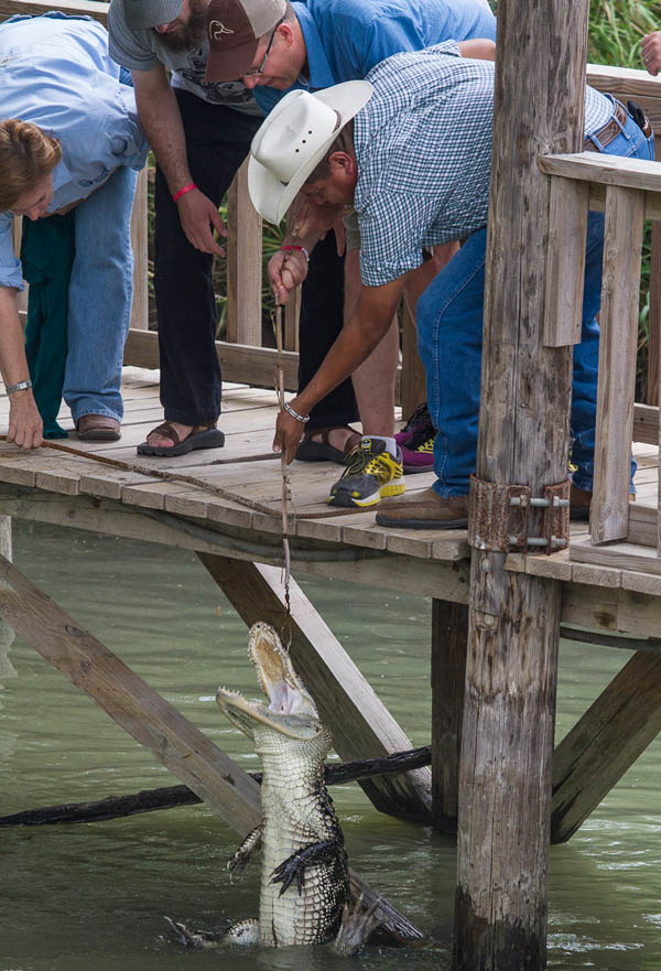 Alligator Rescue on the Border