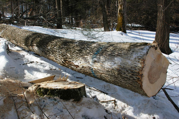 Logging Ash to Save Hemlocks