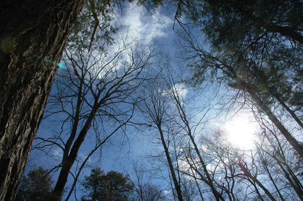 Logging Ash to Save Hemlocks