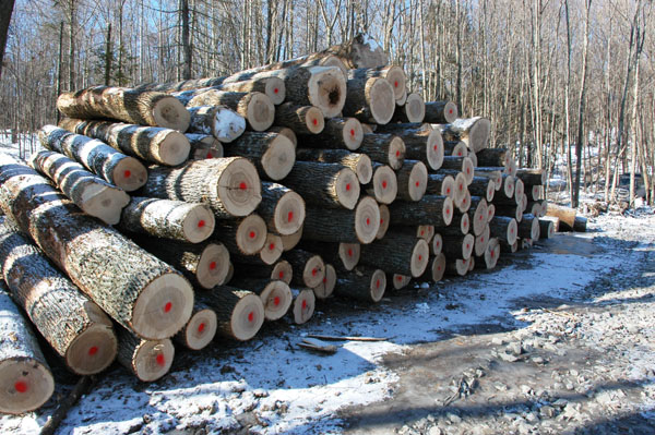Logging Ash to Save Hemlocks