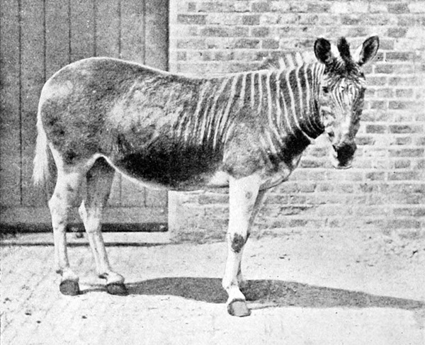 Quagga: Can an Extinct Animal be Bred Back into Existence?