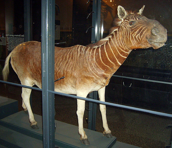 Quagga: Can an Extinct Animal be Bred Back into Existence?