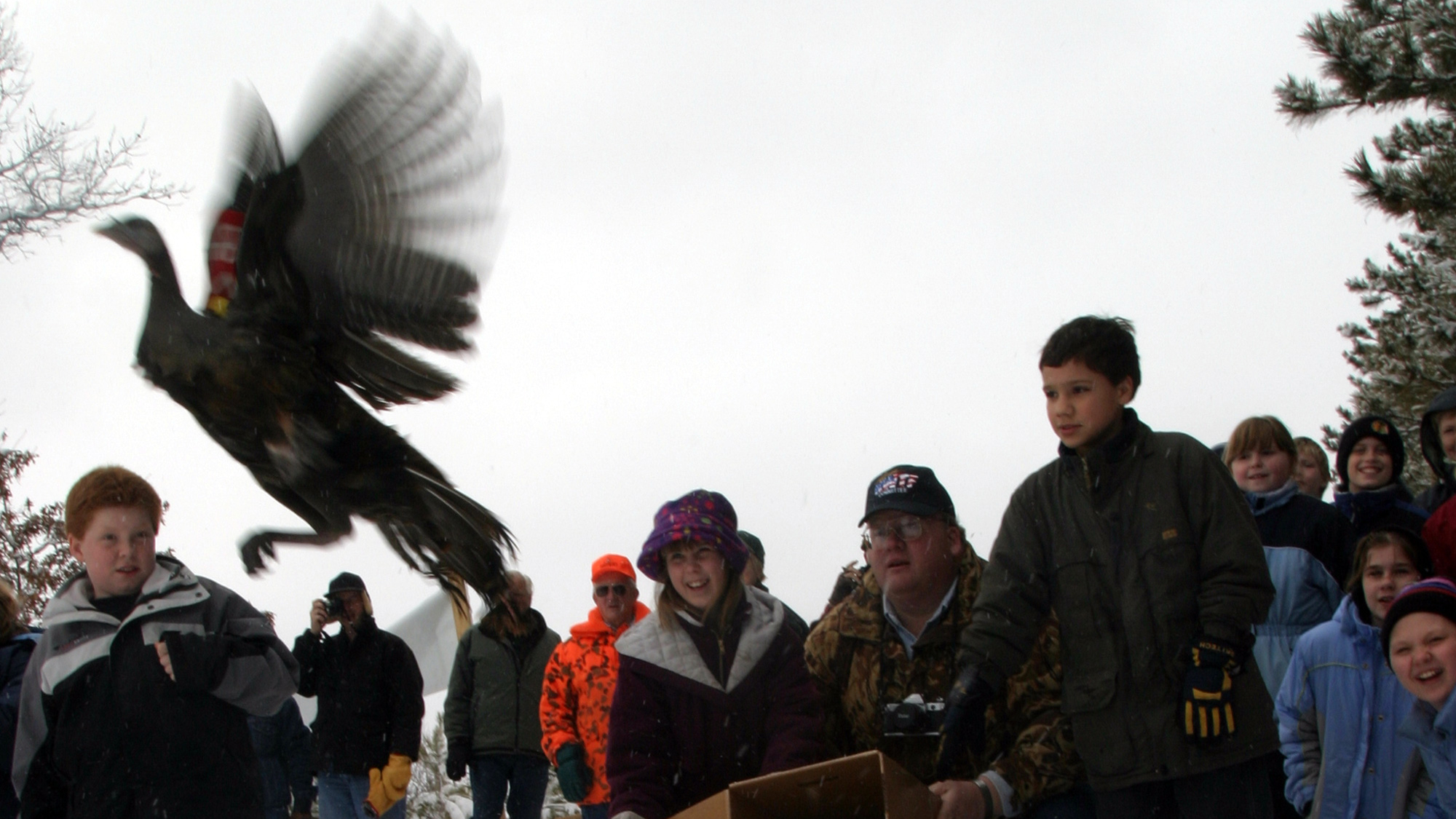 The Ultimate Guide to the Wild Turkey - Cool Green Science