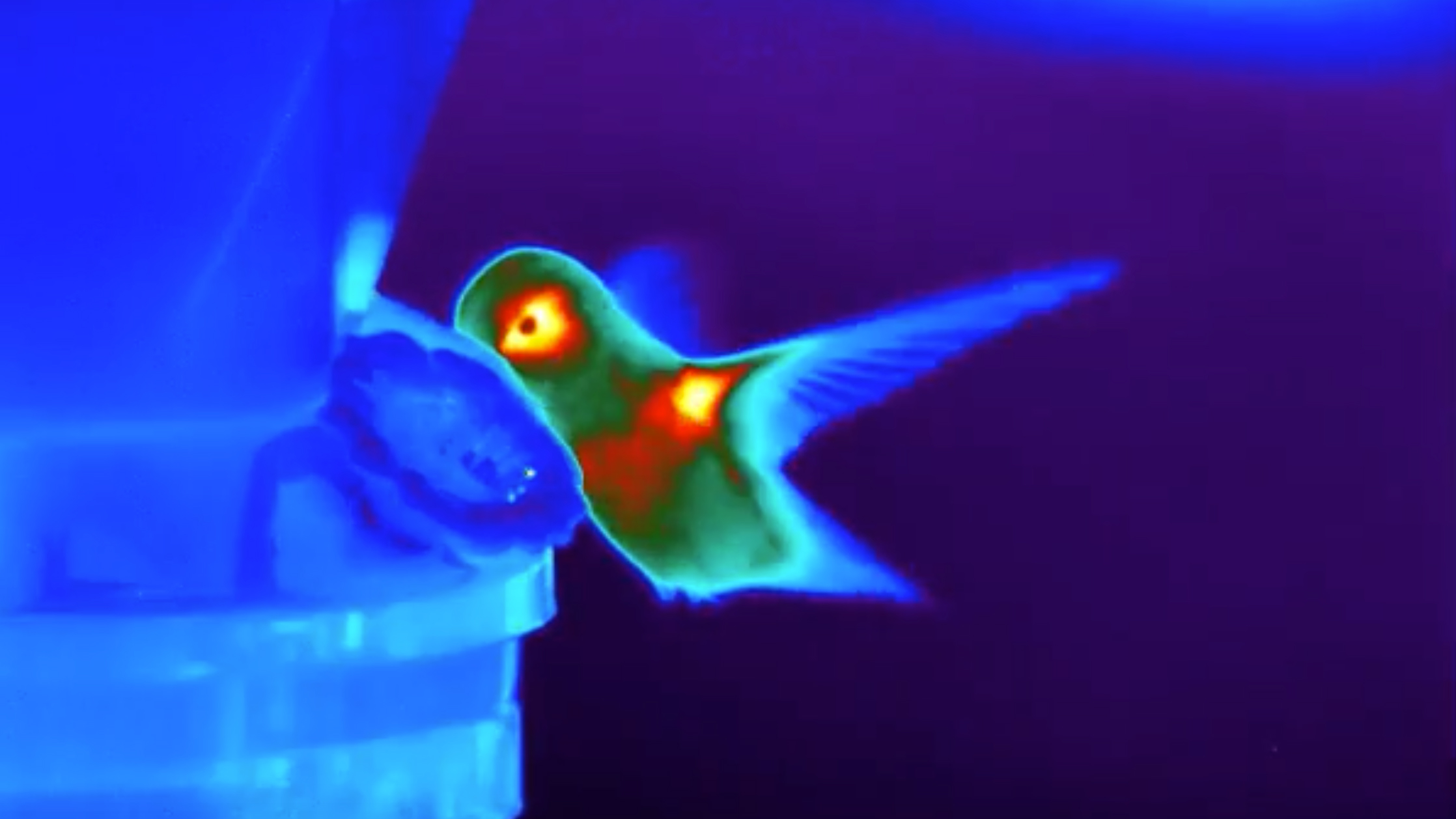 Infrared Technology for Conservation