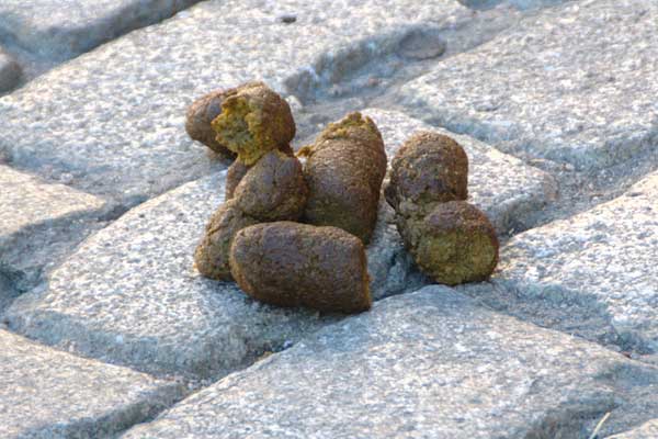 Citizen Science Tuesday: PooPower!