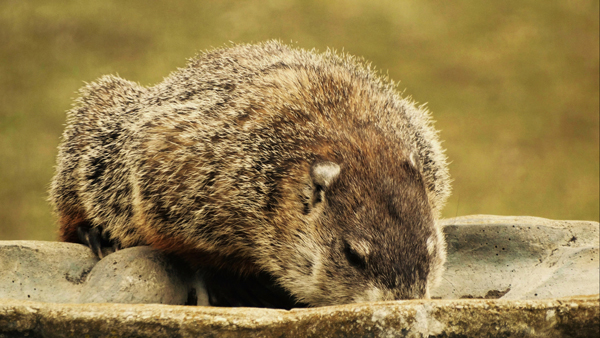 Celebrate Groundhog Day: Embark on a Marmot-Thon