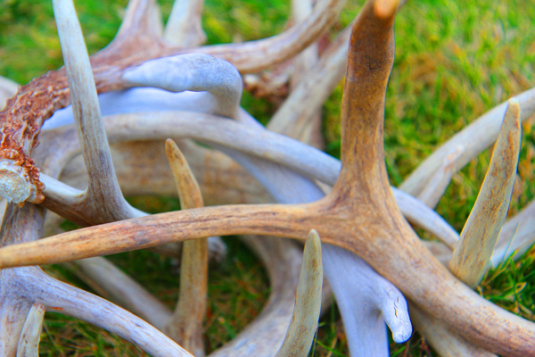 Antler Obsession: Can the Search for Sheds Threaten Wildlife?