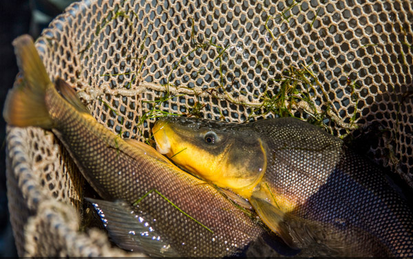 A Sucker (Myth) Is Born Every Minute