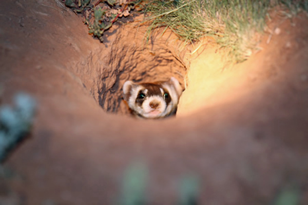 Top 10 Night Safaris: When the (Wildlife) Freaks Come Out