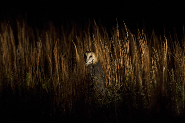 Top 10 Night Safaris: When the (Wildlife) Freaks Come Out