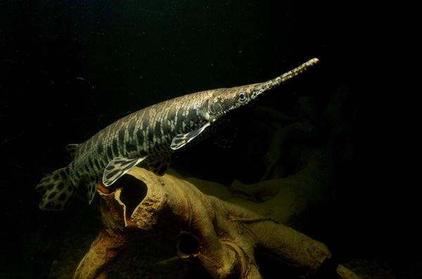 It’s Time to End the Gar Wars