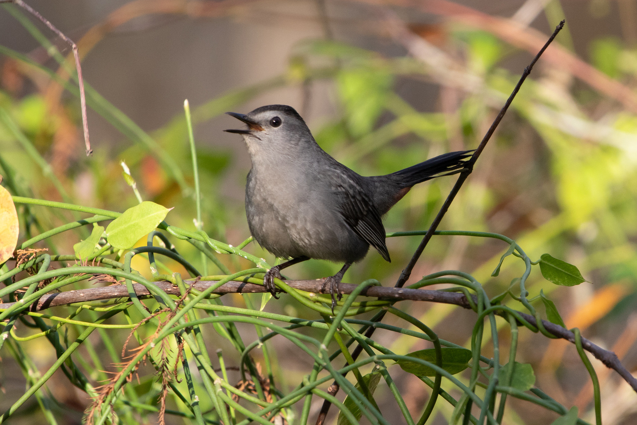 Consider the Catbird: The Surprising Secrets of a Common Backyard Bird