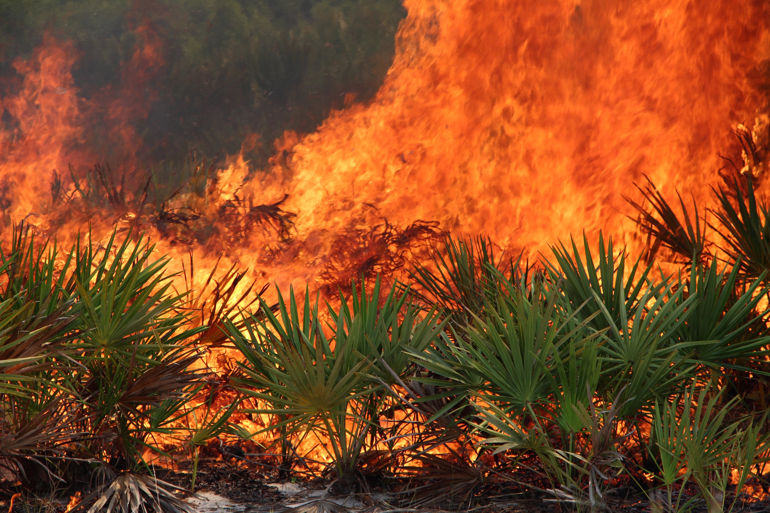 Ancient Tree Stumps Shed New Light on Fire in Florida