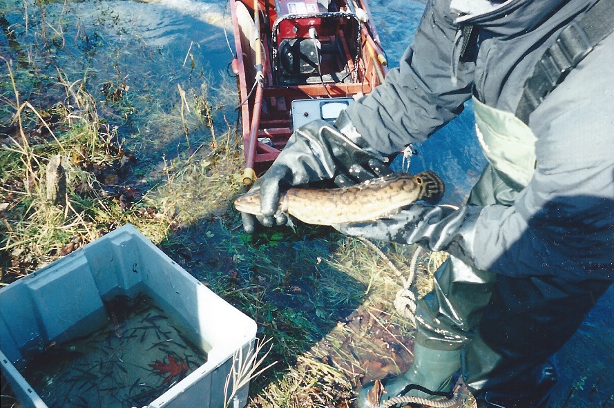 Adventures with Bowfin, North America’s Underdog(fish)