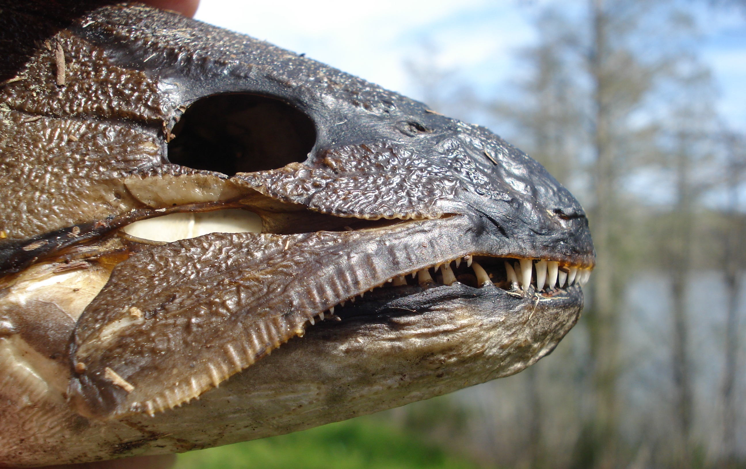 Adventures with Bowfin, North America’s Underdog(fish)