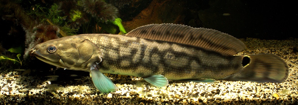 Adventures with Bowfin, North America’s Underdog(fish)