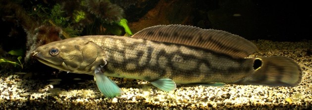 Adventures with Bowfin, North America’s Underdog(fish)