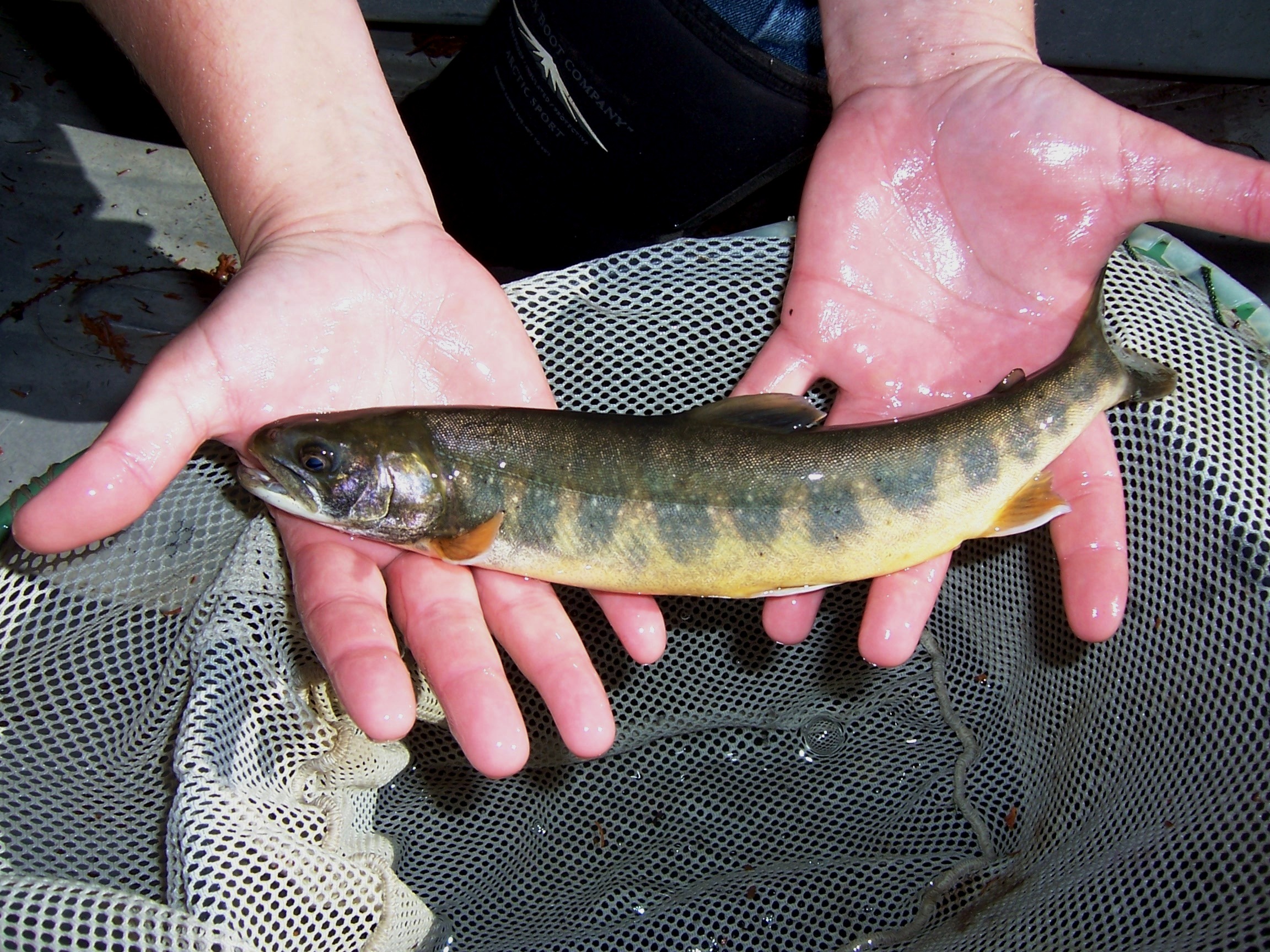 Recovery: The Return of Native Fish, Victims of Bucket Biology - Cool ...