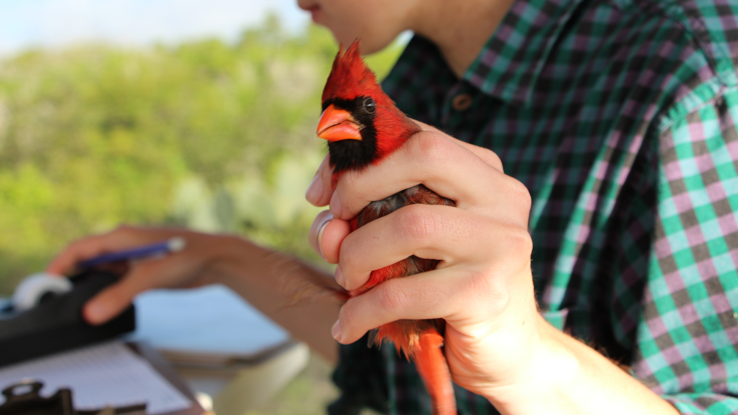 Blood, Birds, and Ticks