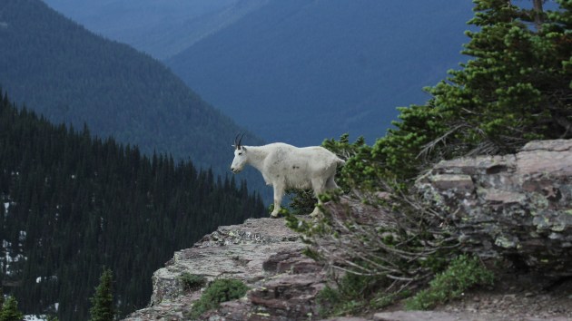The Best Places to See 10 Iconic American Animals