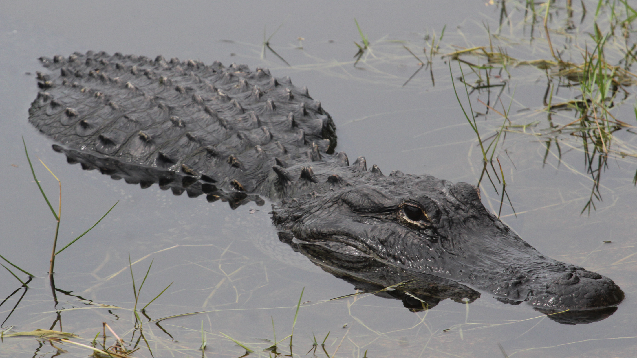The Best Places to See 10 Iconic American Animals