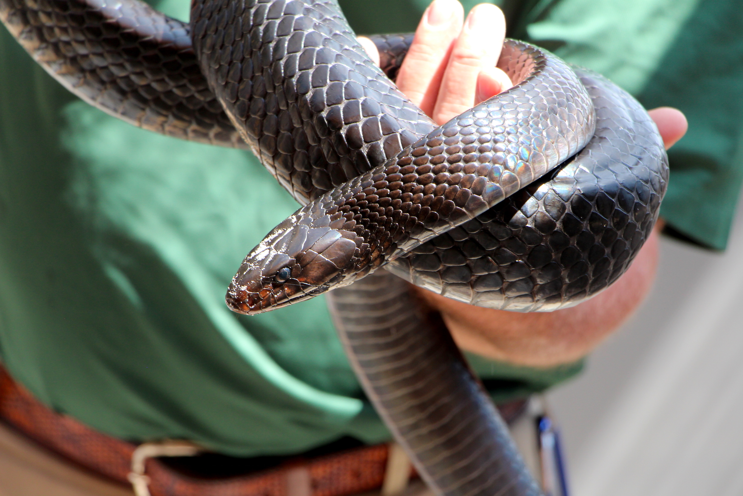 Indigos Return: A Florida Breeding Program Raises Eastern Indigo Snakes ...