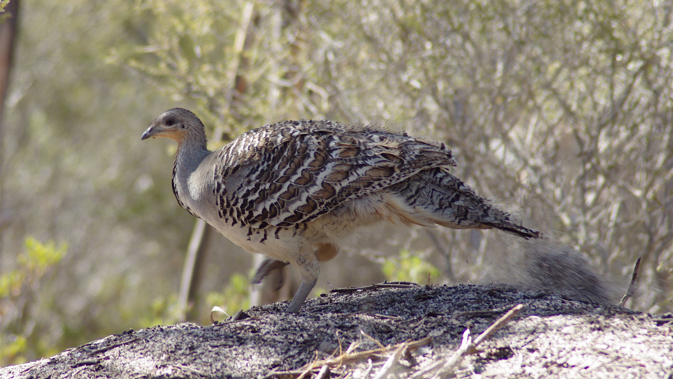 You Won't Forget the Mega-Footed Malleefowl