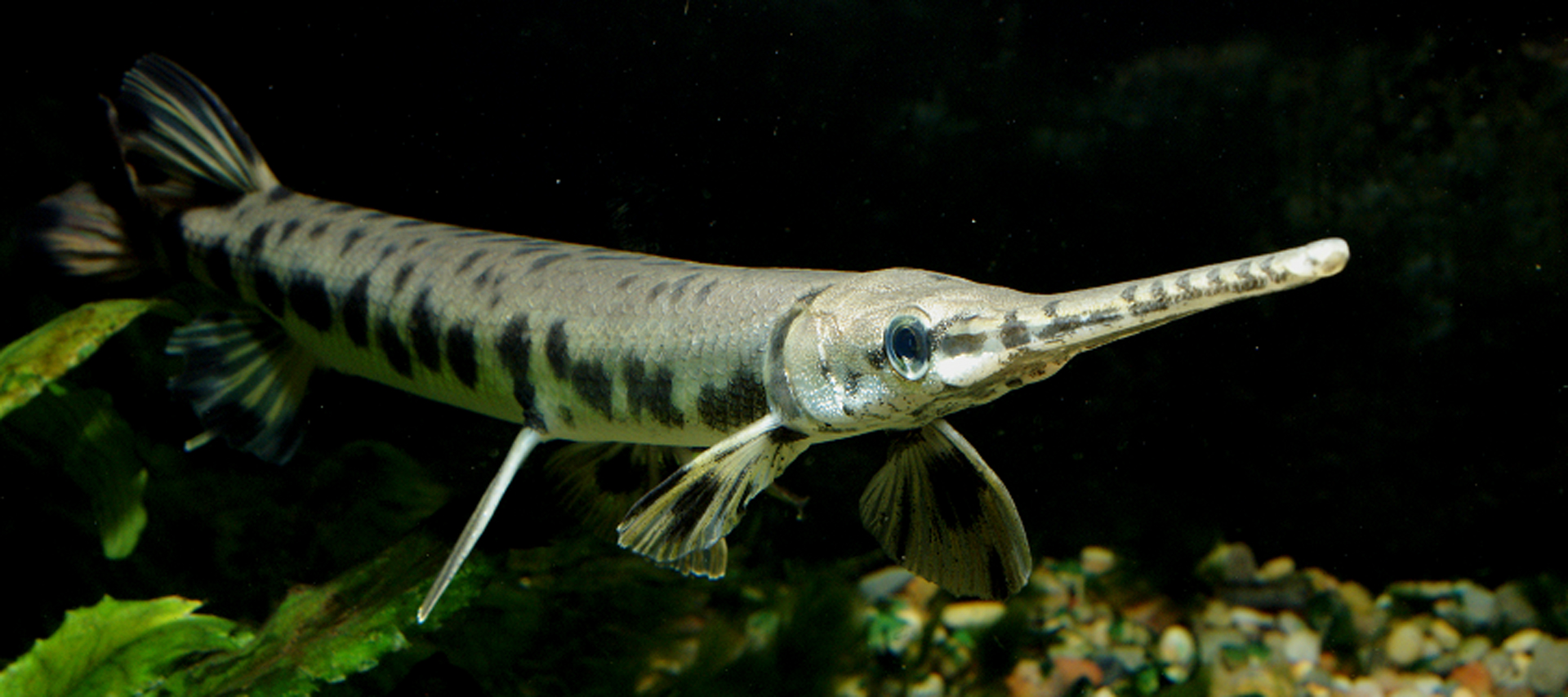 Gar Wars: A Fish Force Awakens - Cool Green Science