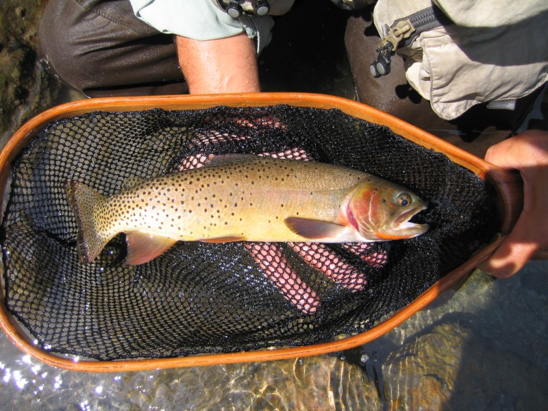 How Did Yellowstone’s Massive Flood Affect Fish?