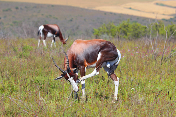 Bontebok Can’t Jump: The Most Dramatic Conservation Success You’ve ...