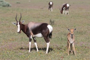 Bontebok Can’t Jump: The Most Dramatic Conservation Success You’ve ...
